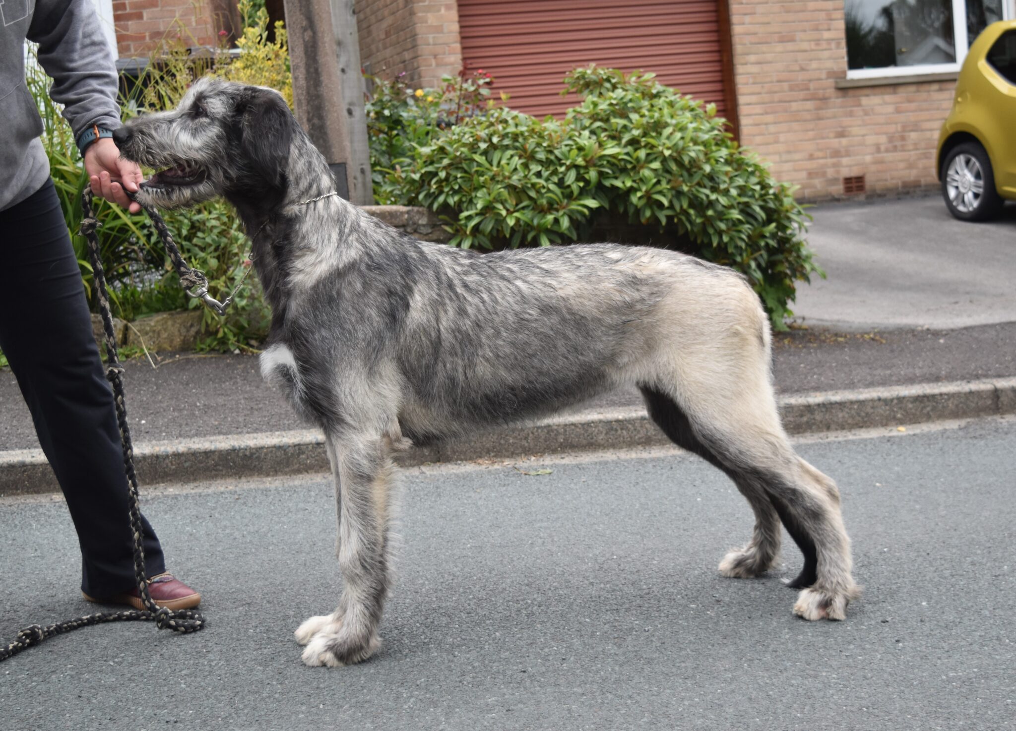 Our Pack – Austonley Irish Wolfhounds