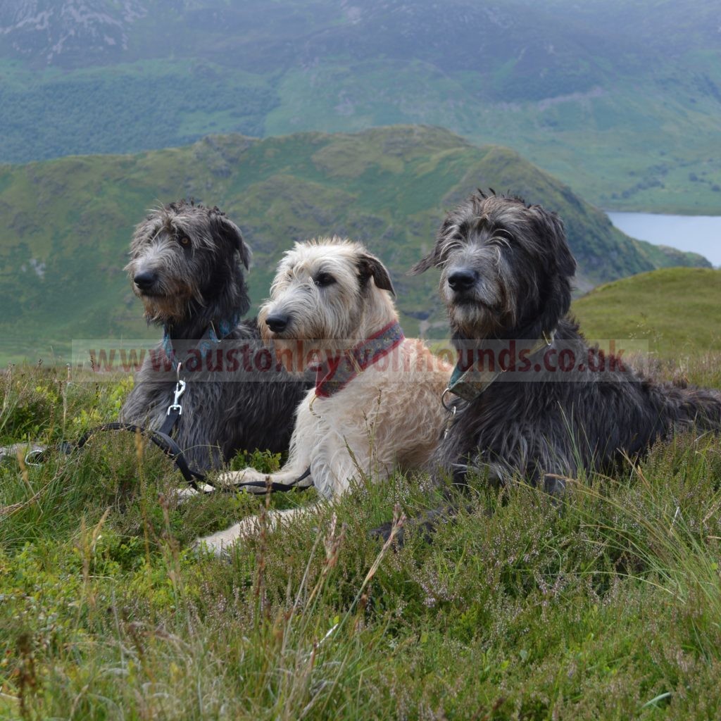 Austonley Irish Wolfhounds – Irish Wolfhound Breeder, Pet Food, Private ...